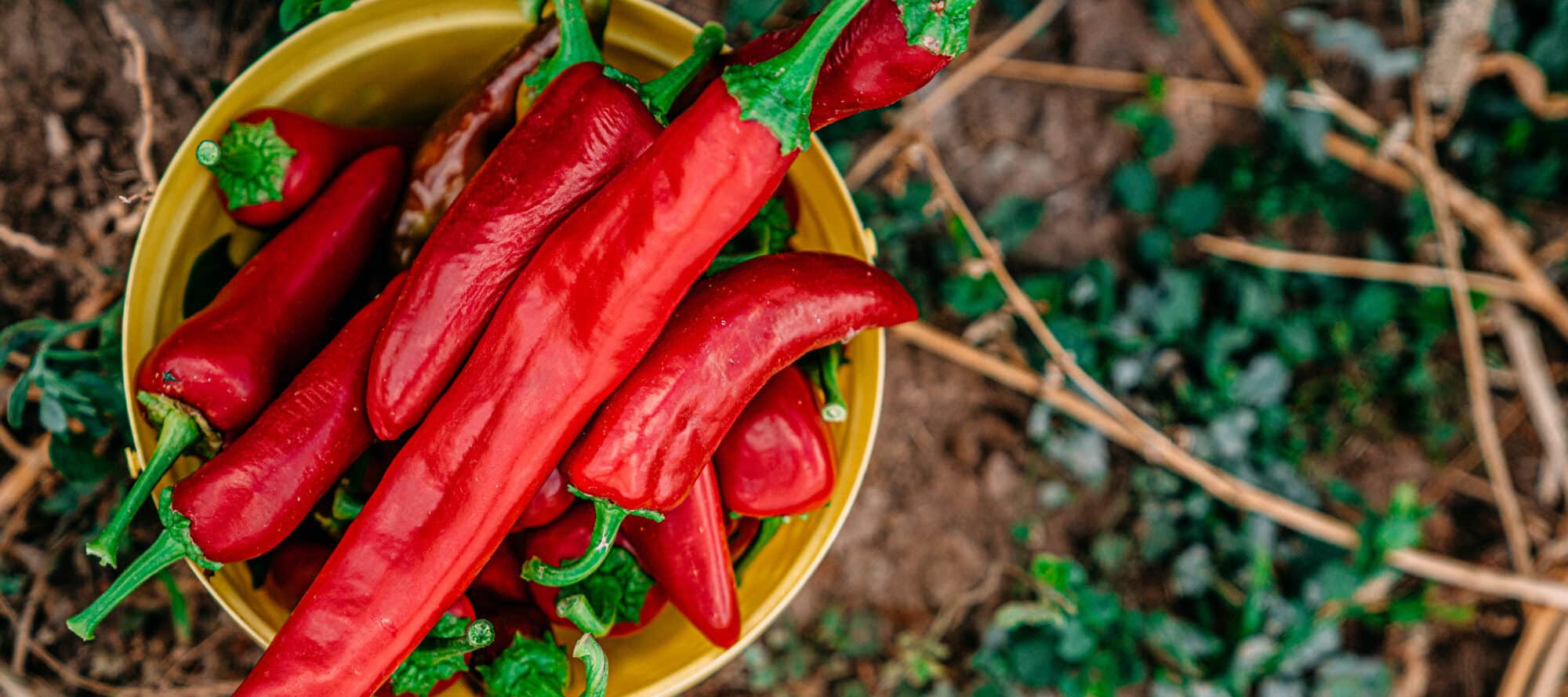 FRESH Program | Food Bank of the Rockies