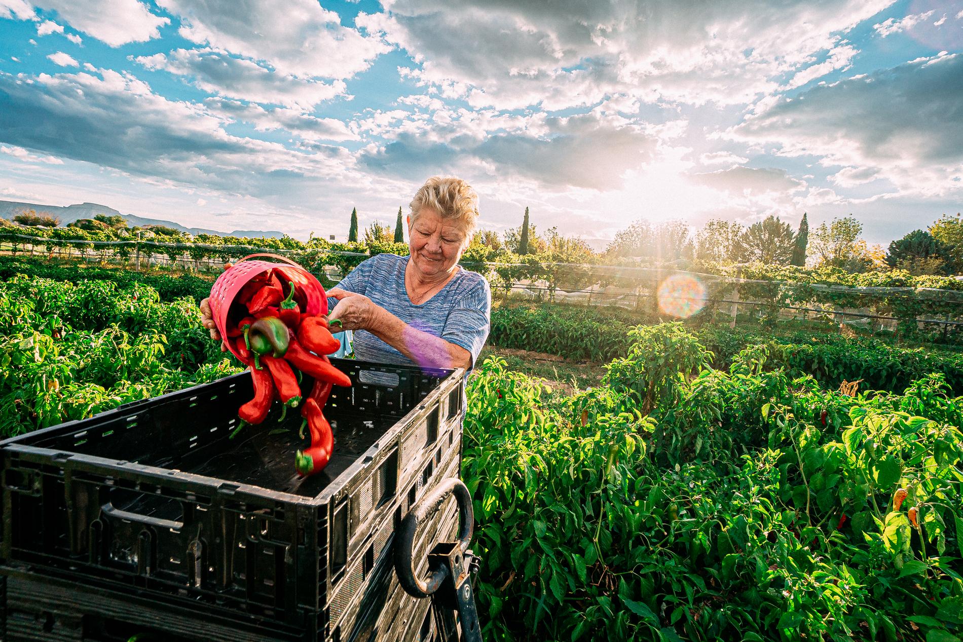 Local Farm Partnerships a Win-Win | Food Bank of the Rockies